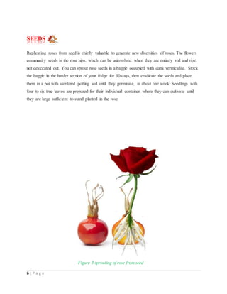 ROSE PRODUCTION | PDF