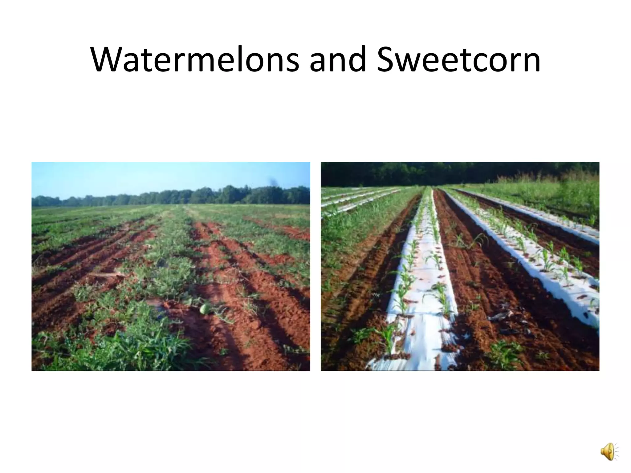 Muhammad Farms June 2013 Update | PPTX