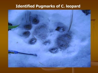 Muhammad kabir | PPT