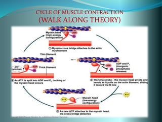 actin and myosin interaction | PPTX