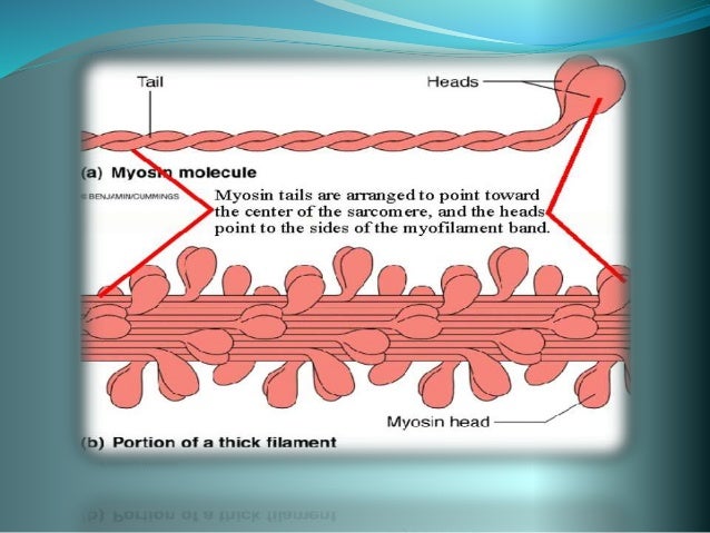 actin and myosin interaction