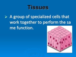 Muhammad Sami 1.pptx