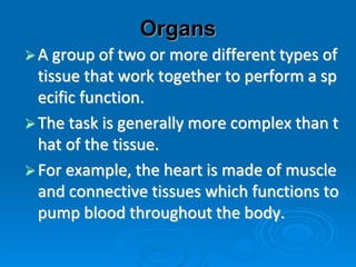 Muhammad Sami 1.pptx