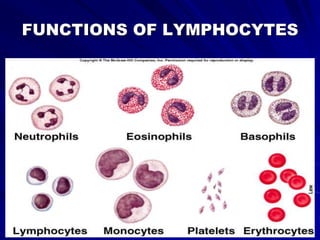 Physiology of human blood system D 5.ppt