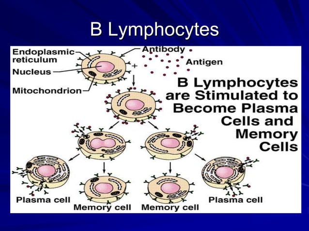 Physiology of human blood system D 5.ppt