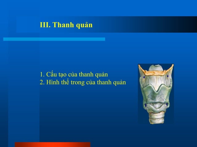 ĐHYHN | Giải phẫu | Mũi, hầu, thanh quản | PPT