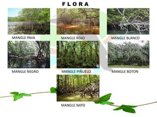 Refugio de la vida silvestre Manglares Estuario del rió Muisne | PPTX
