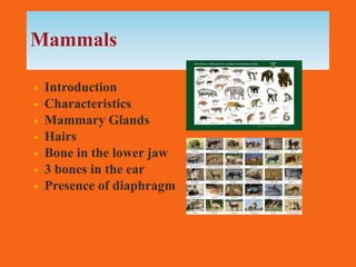 Handling and capturing of mammals | PPTX