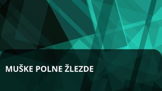 MUŠKE POLNE ŽLEZDE Reproduktivni sistem.pptx