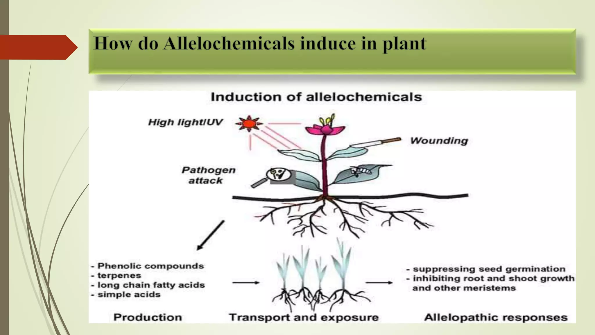 mukesh Allelopathy.pptx | Agriculture | Industries
