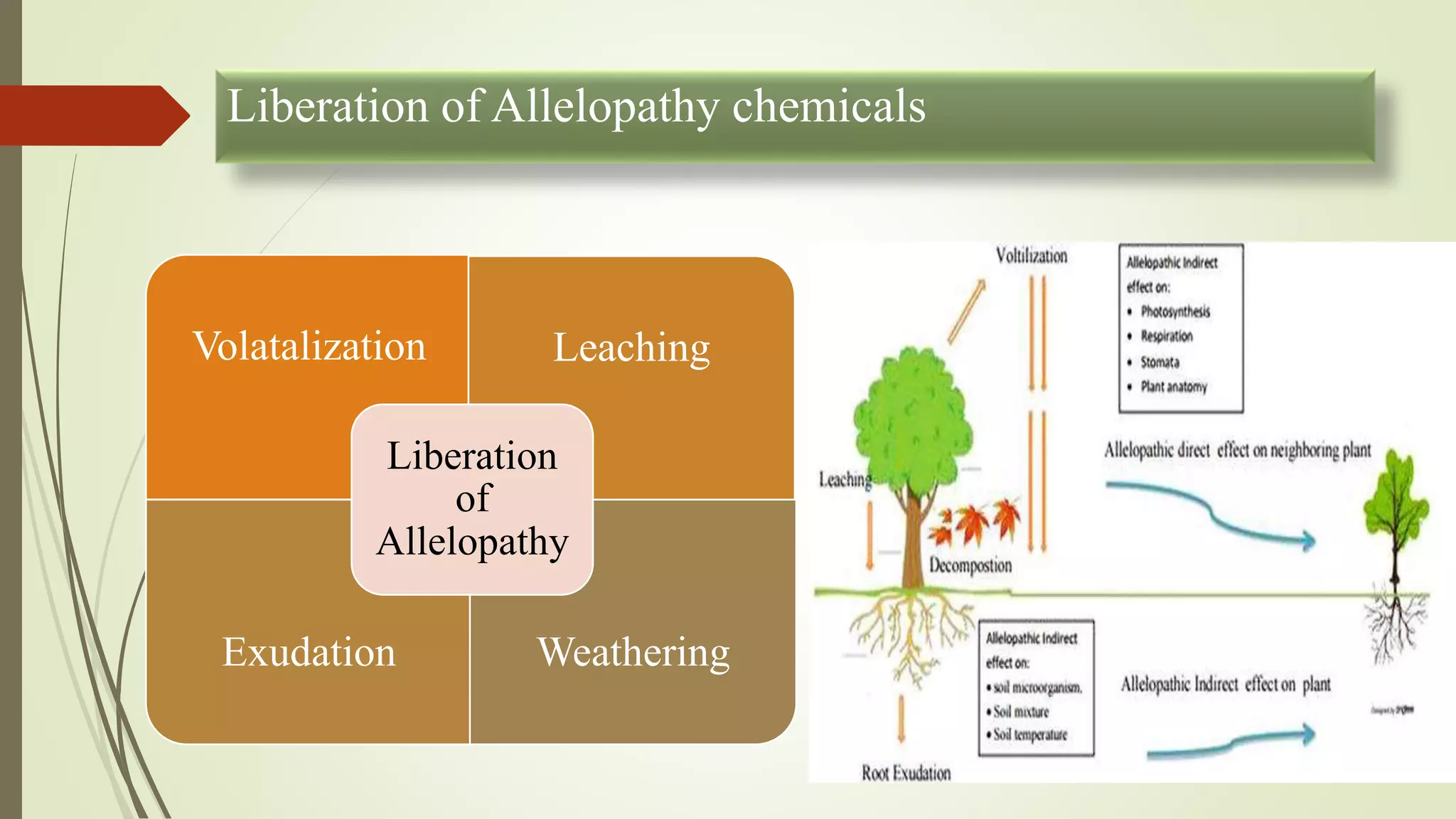 mukesh Allelopathy.pptx | Agriculture | Industries