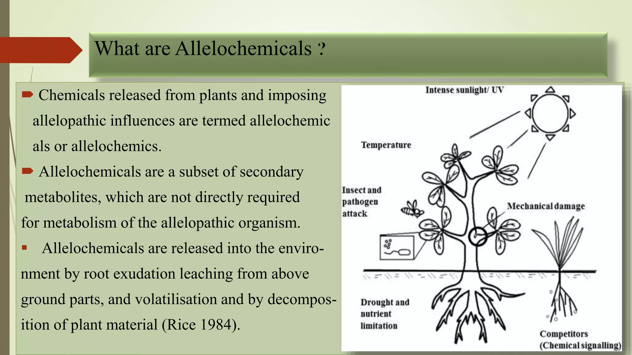 mukesh Allelopathy.pptx | Agriculture | Industries