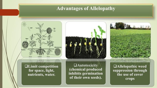mukesh Allelopathy.pptx | Agriculture | Industries