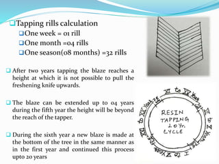 EXTRACTION OF RESIN AND LANATANA ERADICATION | PPTX