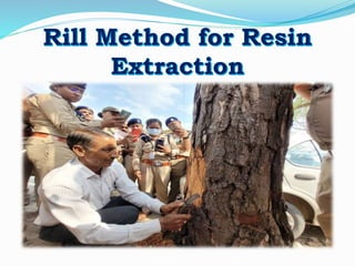 EXTRACTION OF RESIN AND LANATANA ERADICATION | PPTX