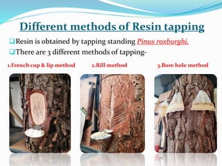 EXTRACTION OF RESIN AND LANATANA ERADICATION | PPTX