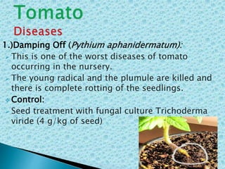 TOMATO CULTIVATION IN INDIA | PPTX