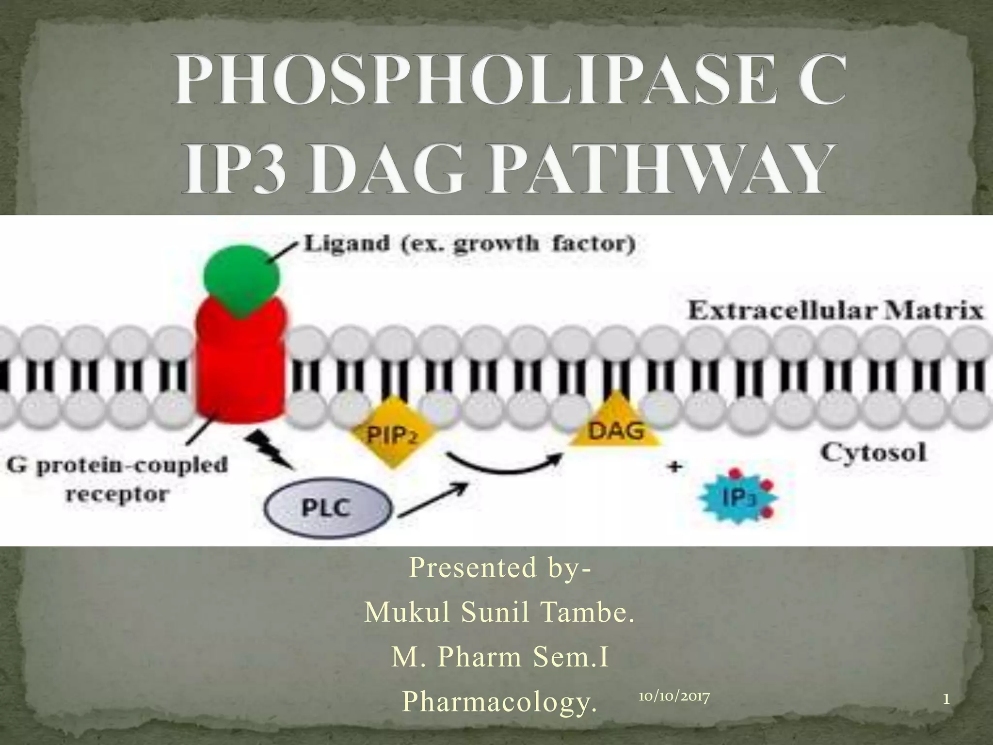 Phospholipase C IP3 DAG Pathway | PPTX