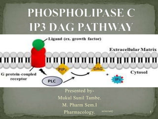 Phospholipase C IP3 DAG Pathway | PPTX