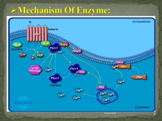 Phospholipase C IP3 DAG Pathway | PPTX | Chemistry | Science