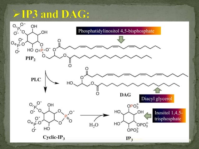 Phospholipase C IP3 DAG Pathway