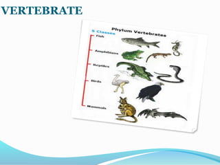 Classification of animals | PPTX