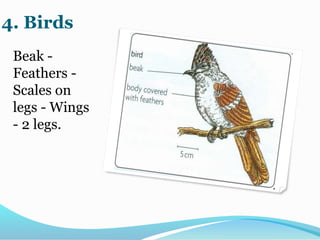 Classification of animals | PPTX