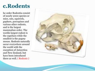 Classification of animals | PPTX