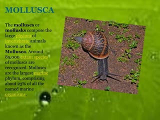 Classification of animals | PPTX