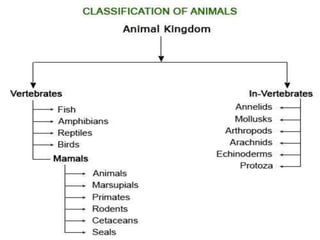 Animal Kingdom Classification Vertebrates Invertebrates