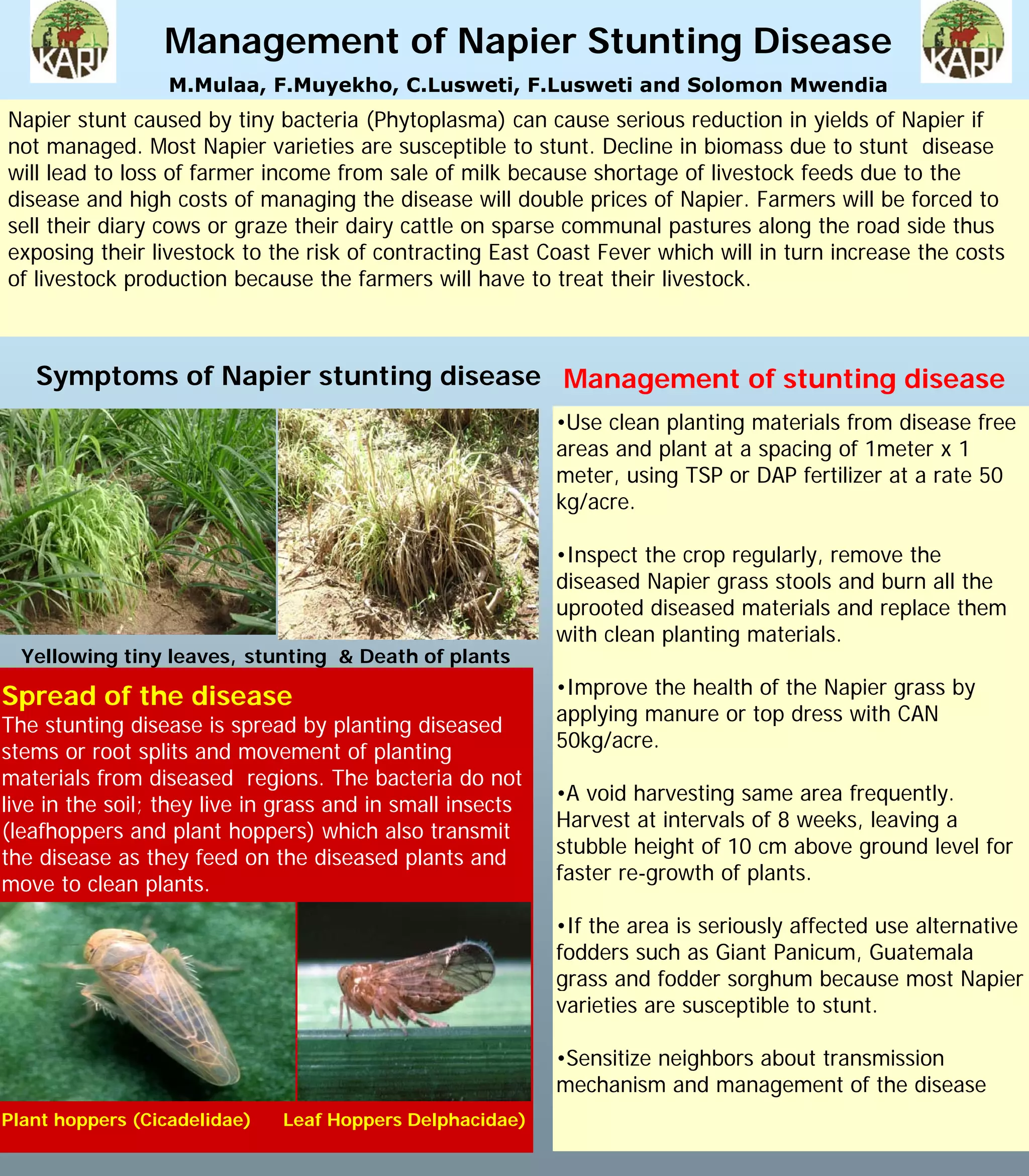 Management of Napier stunting disease | PDF