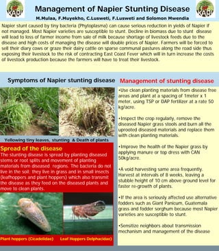 Management of Napier stunting disease | PDF