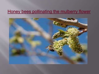 Mulberry and raspberry | PPTX