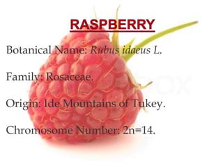 Mulberry and raspberry | PPTX