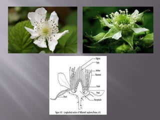 Mulberry and raspberry | PPTX