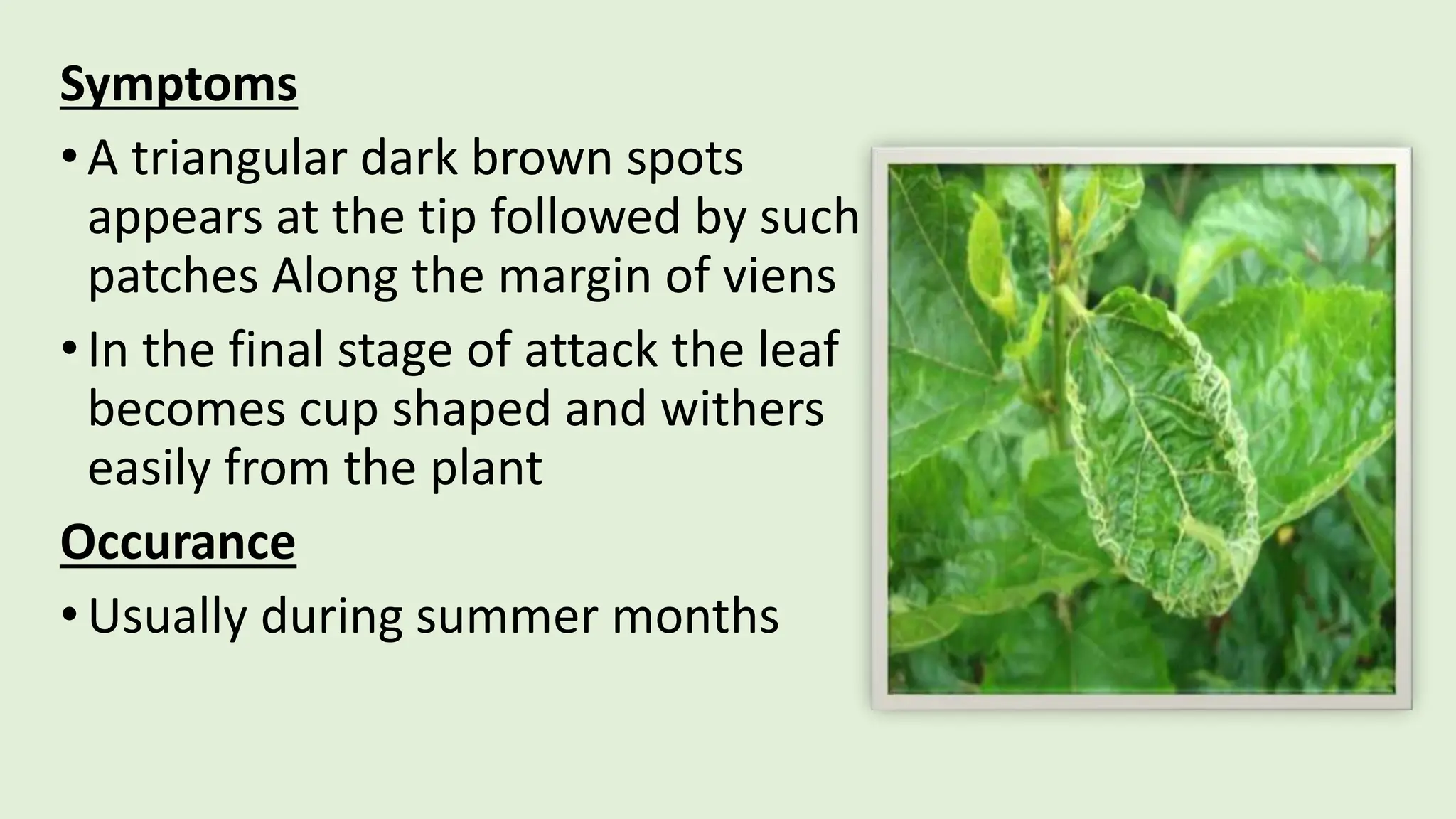 Mulberry crop - Pests and protection.pptx