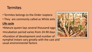 Mulberry crop - Pests and protection.pptx