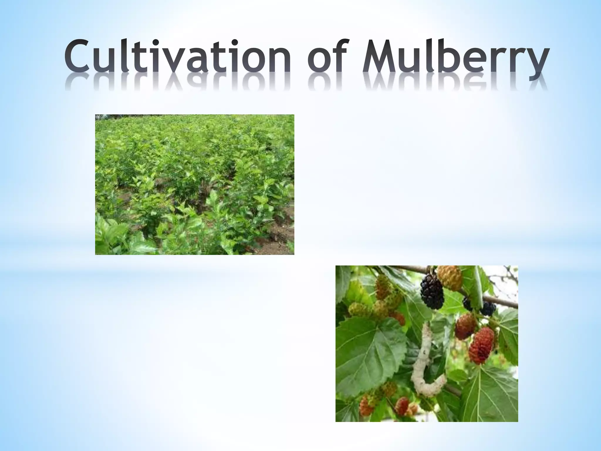Mulberry cultivation | PPTX