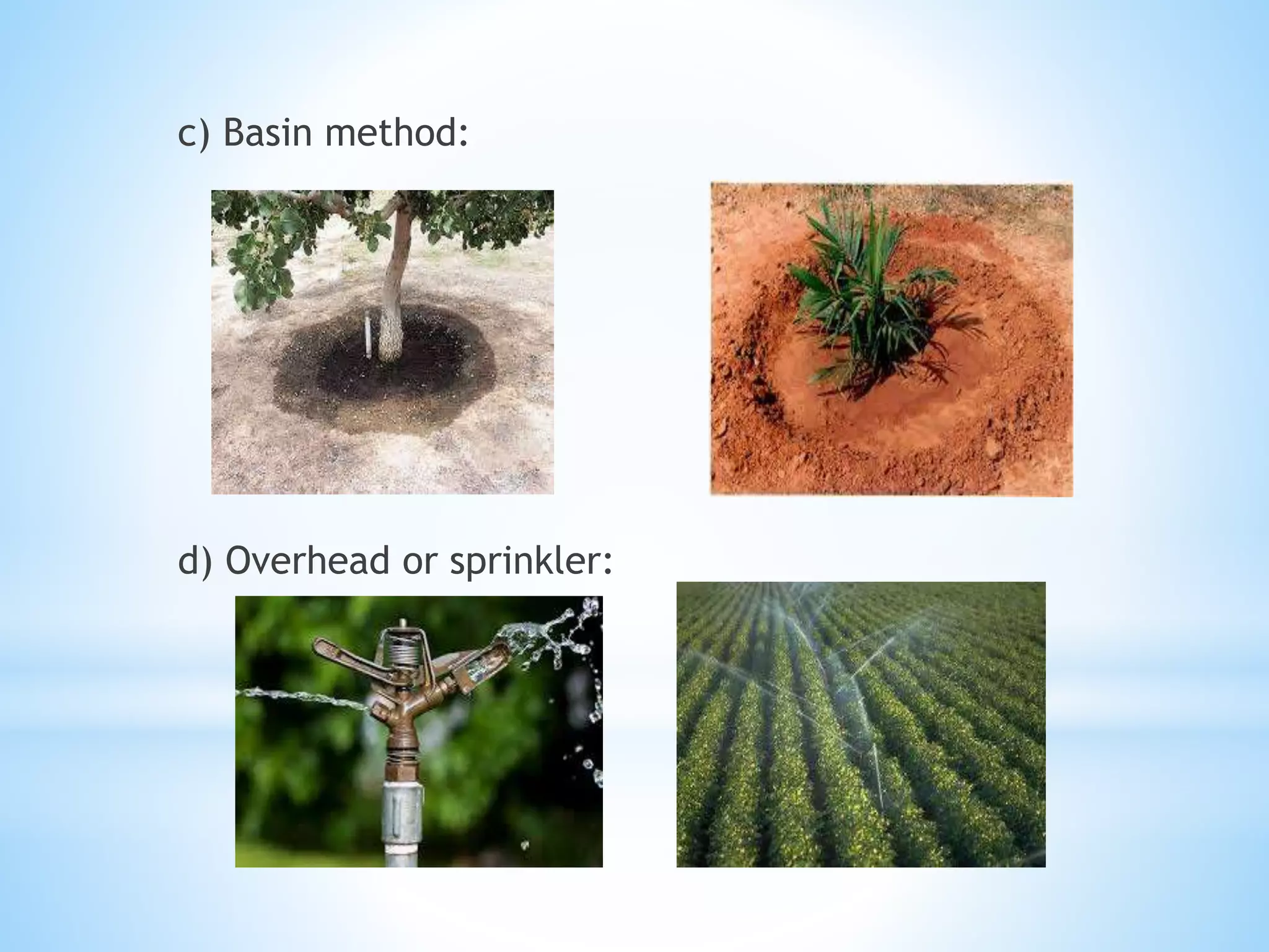 Mulberry cultivation | PPTX