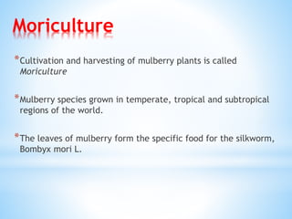 Mulberry cultivation | PPTX