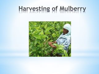 Mulberry cultivation | PPTX