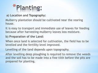 Mulberry cultivation | PPTX