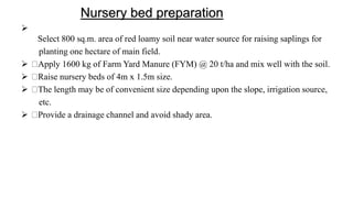 Mulberry cultivation | PPTX