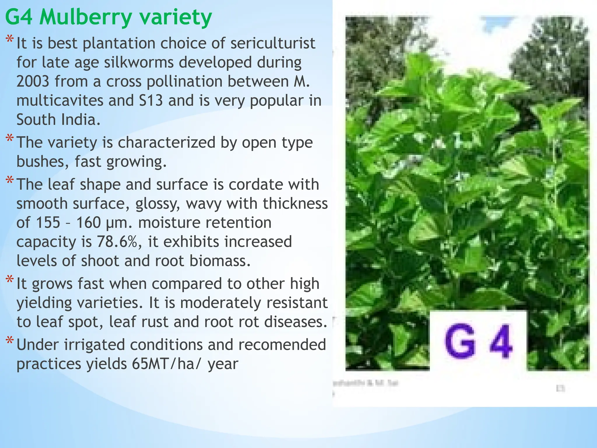 M ethods of mulberry cultivation-PPT-2.pptx