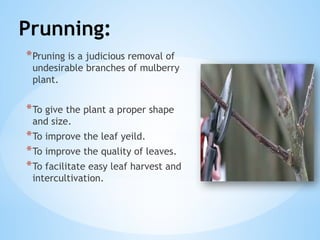 M ethods of mulberry cultivation-PPT-2.pptx