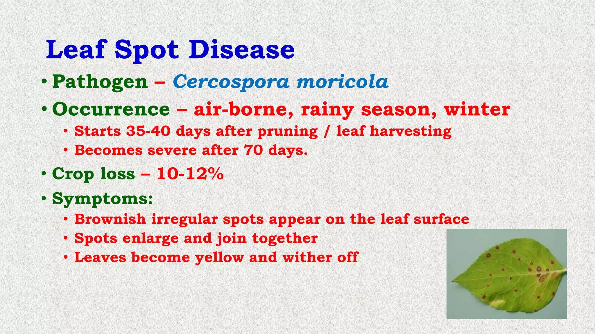mulberry diseases.pptx