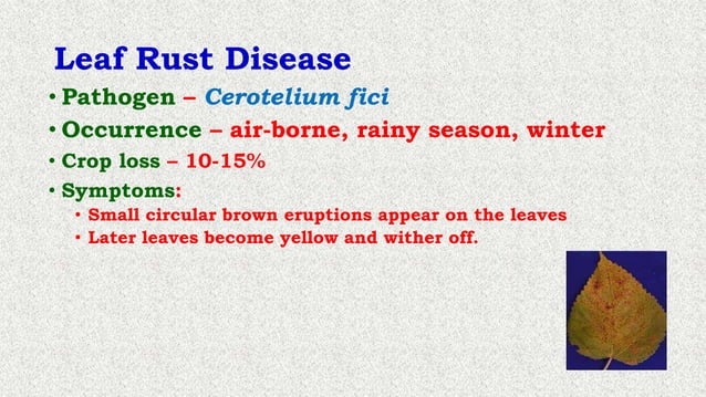 mulberry diseases.pptx | Skin and Dermatology | Diseases and Conditions