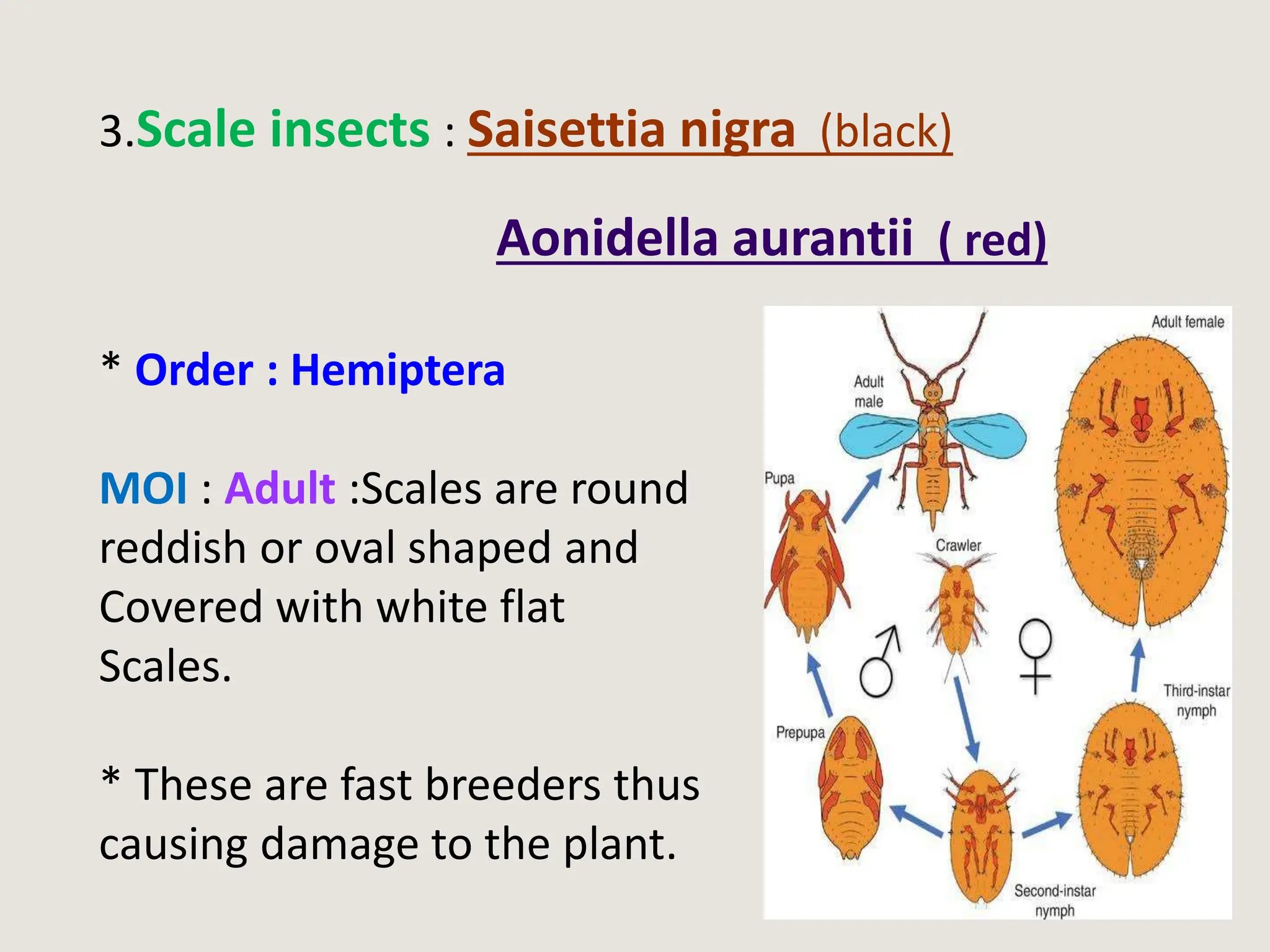 Mulberry pests & diseases, crop protection.pptx