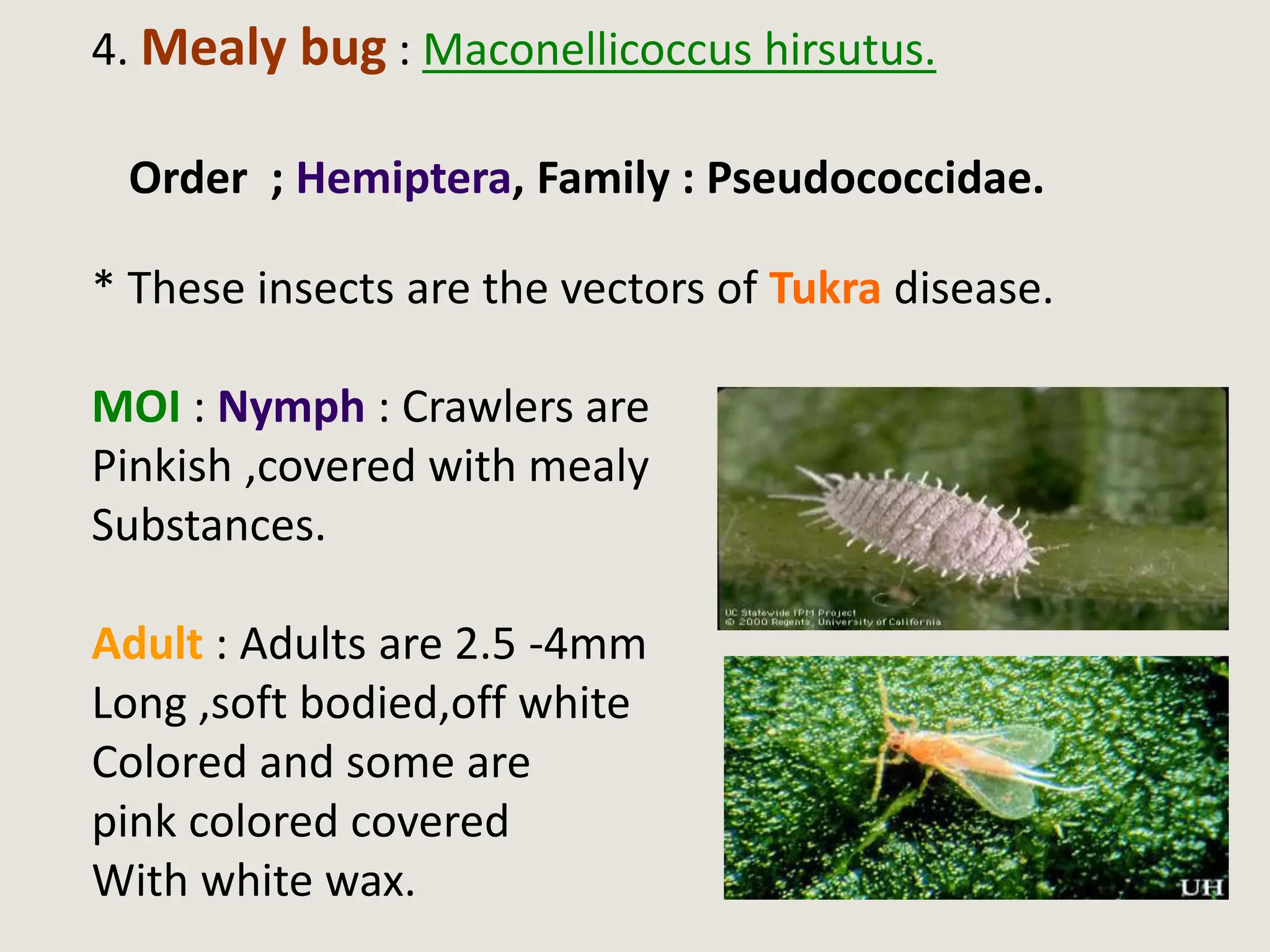 Mulberry pests & diseases, crop protection.pptx