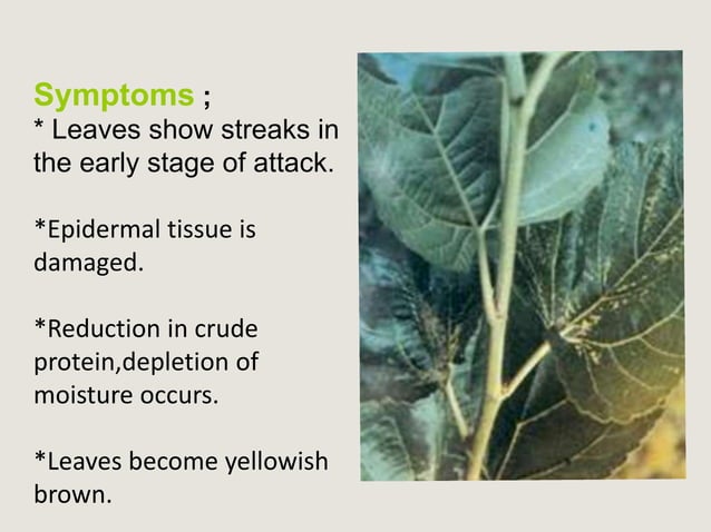 Mulberry pests & diseases, crop protection.pptx